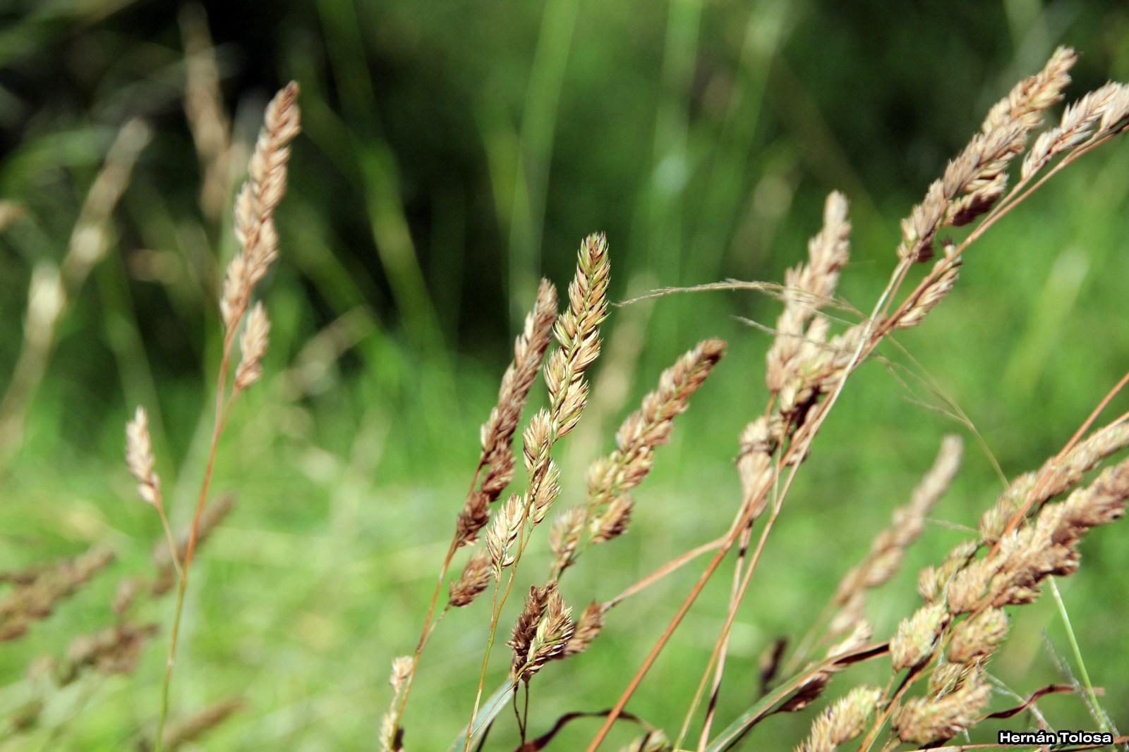 Flora Bonaerense: Pasto ovillo (Dactylis glomerata)