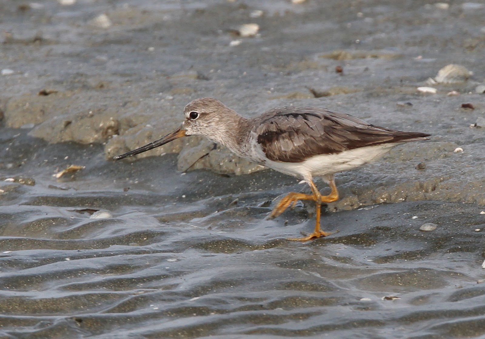 Mike is the name Birding is the game ( Birding in Malaysia - Malaysian ...