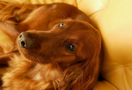 The dog in world: Dog Trick : Teach Your Dog to Ring the Bell