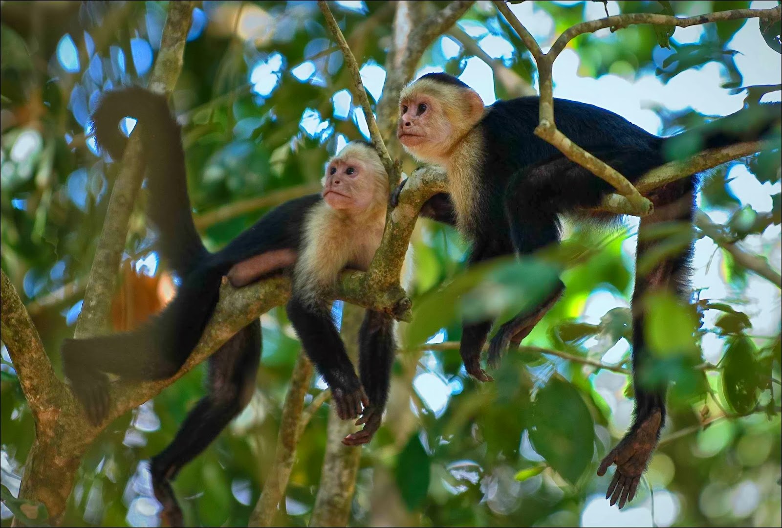 The White-faced Capuchin Monkey of Costa Rica