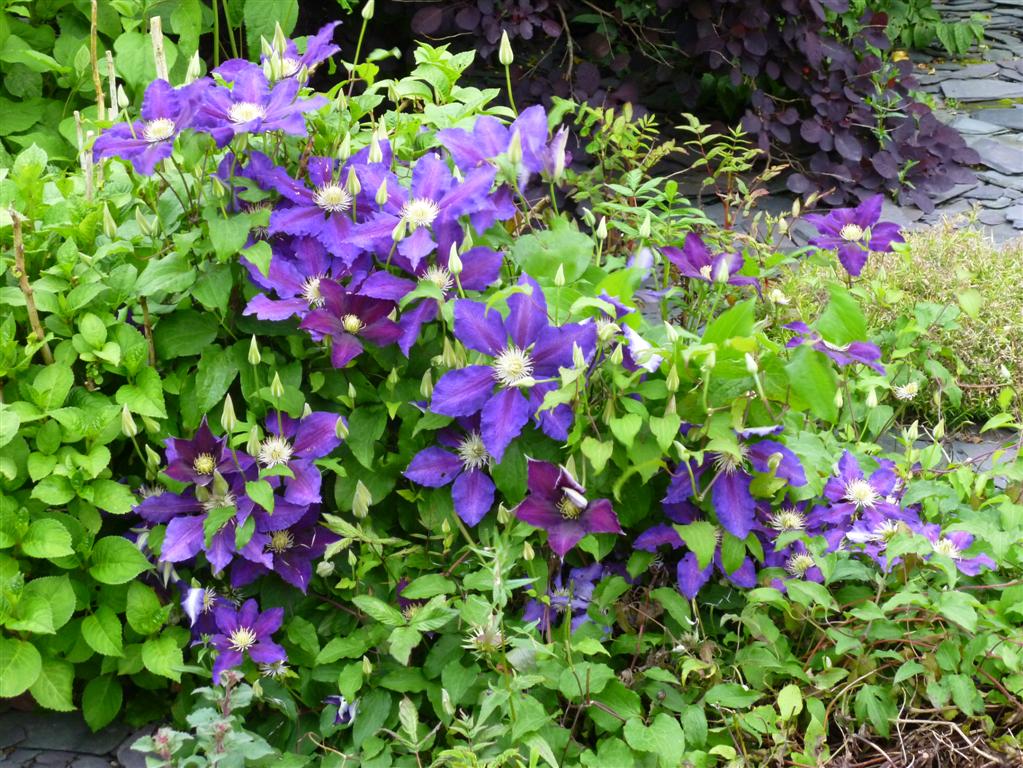 Birkheads Gardens and Nursery, Tea Room. Visitor Attraction near ...