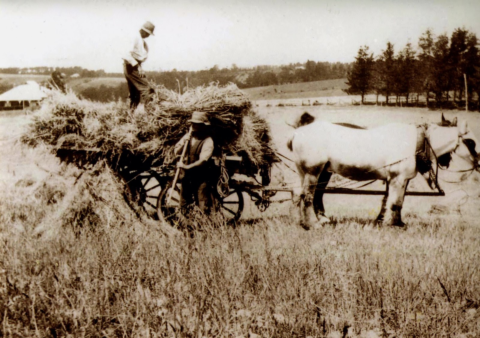 Doncaster Templestowe Historical Society: Robert Williamson ...