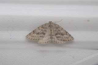 We Bird North Wales: New garden moth record