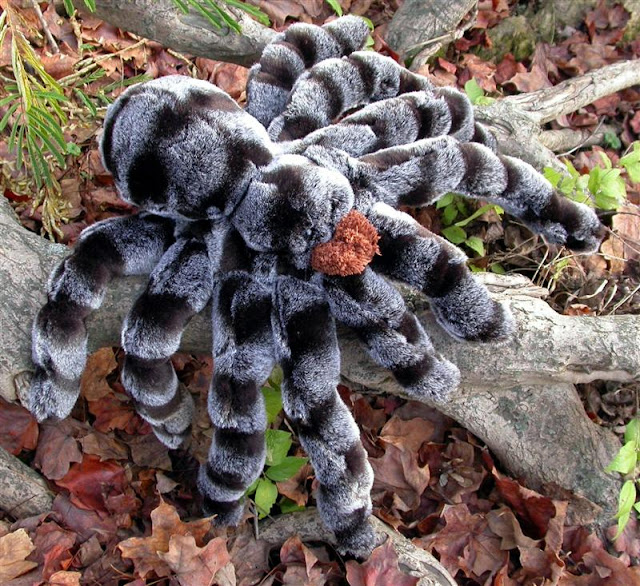 Giant Tarantula spider, Tarantula Pictures, Tarantula Facts ...
