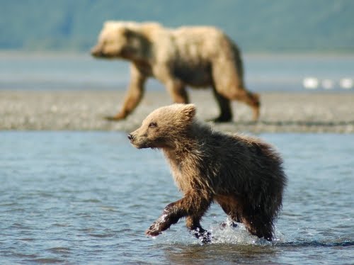 Cuentos infantiles cortos sobre la obediencia: Grizka el oso