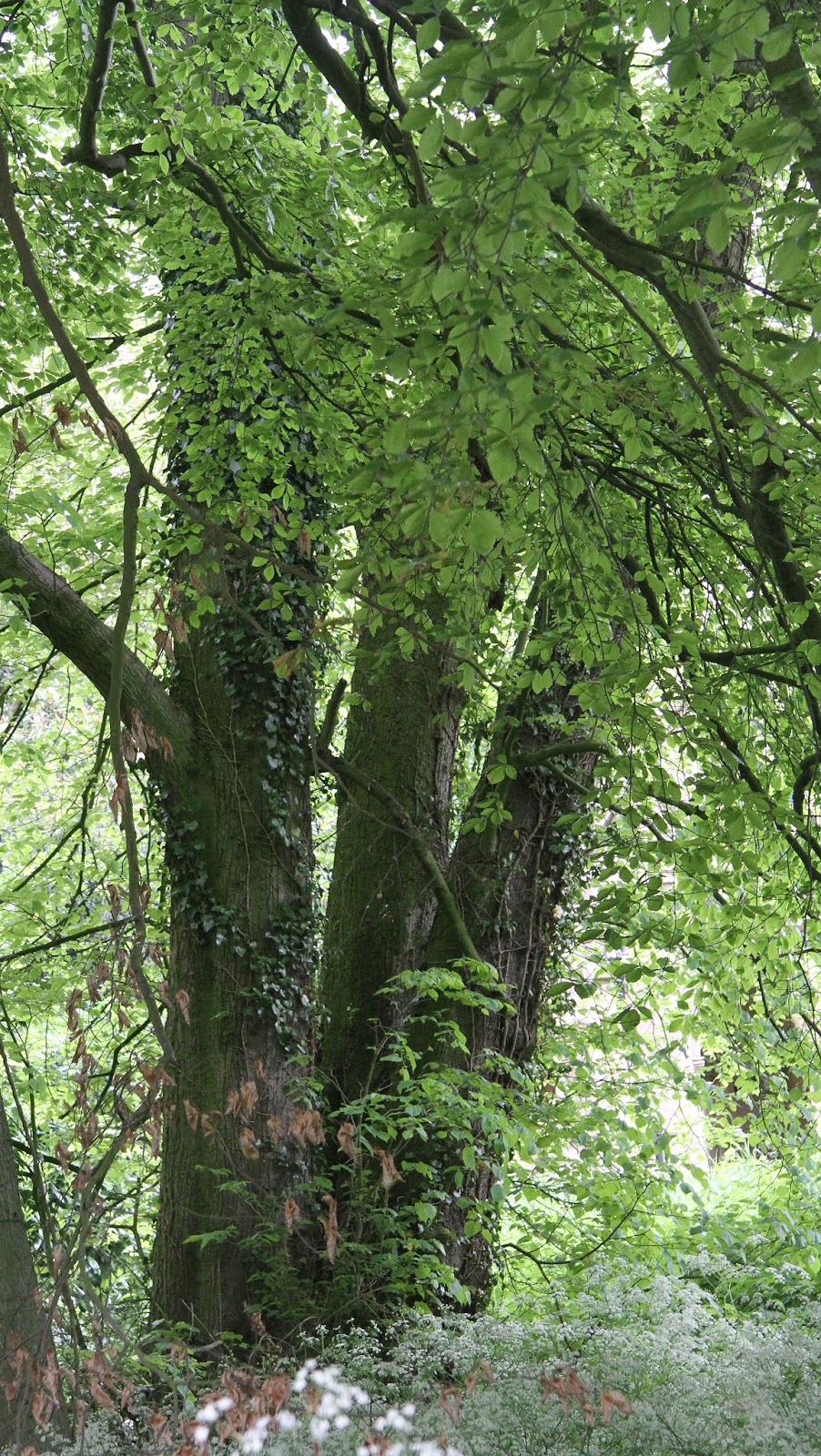 Birding with Flowers: Tolkien's Hemlock Glade, Part 2