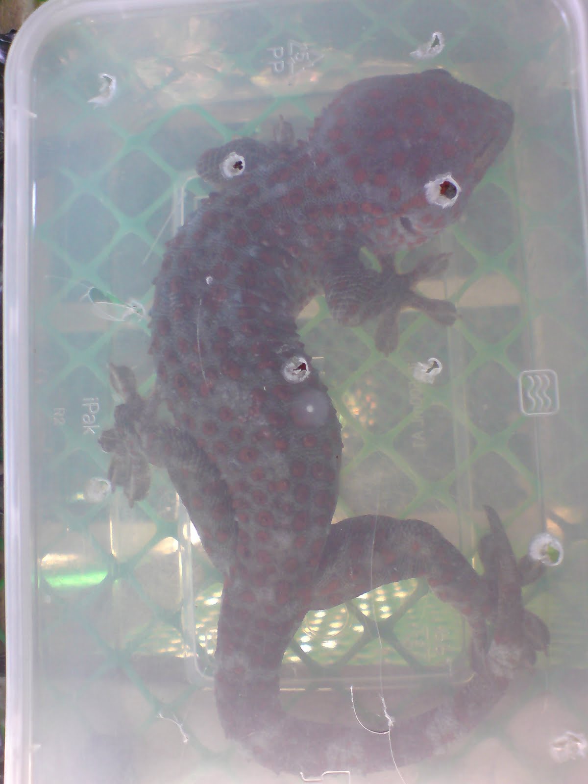 GECKO OR TUKO: gecko or tuko for sale
