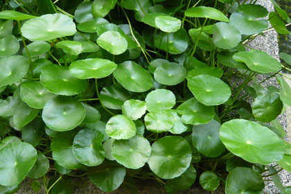 ASSYAHADA GNIUZ TERBAIK UNTUK ANAK ANDA