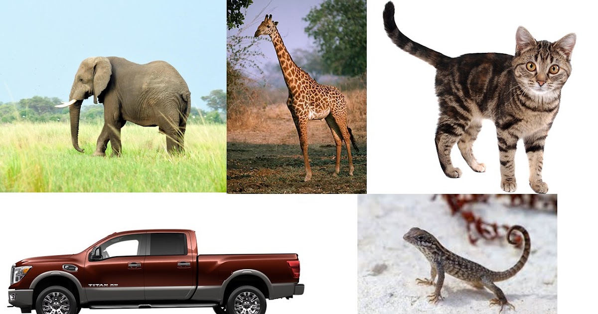 Festus Elementary Choice Art: Observe-Drawing Animals and Objects Using ...