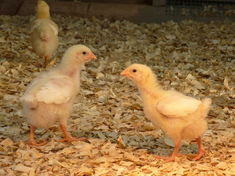 Homestead Hill Farm: Sunday Walkabout 4-13