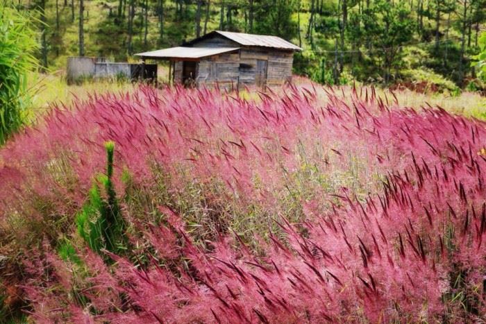 Attractive pink grass in Da Lat - Vietnam travel guide