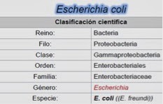 Escherichia coli en los alimentos: ¿Qué es la E. coli?
