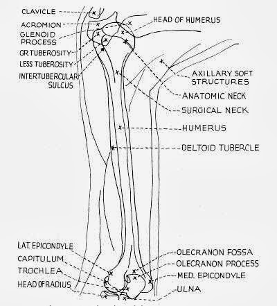 DUNIA RADIOLOGI: TEKNIK PEMERIKSAAN HUMERUS