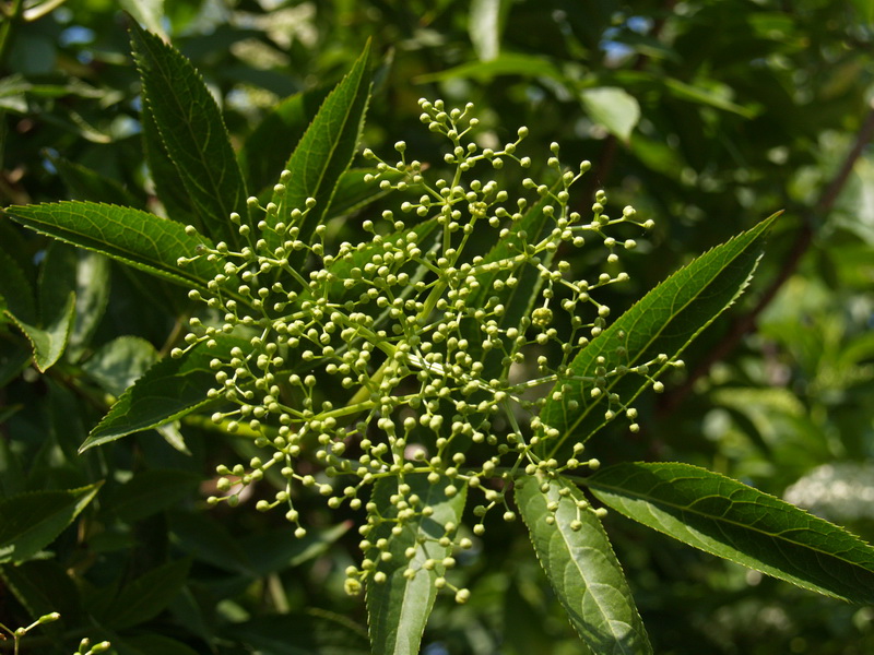 Verde y Cordial: Flor de Saúco