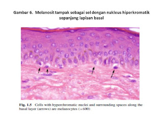 Reza Aditya Digambiro: Histologi Kulit Normal dan Perubahan yang ...