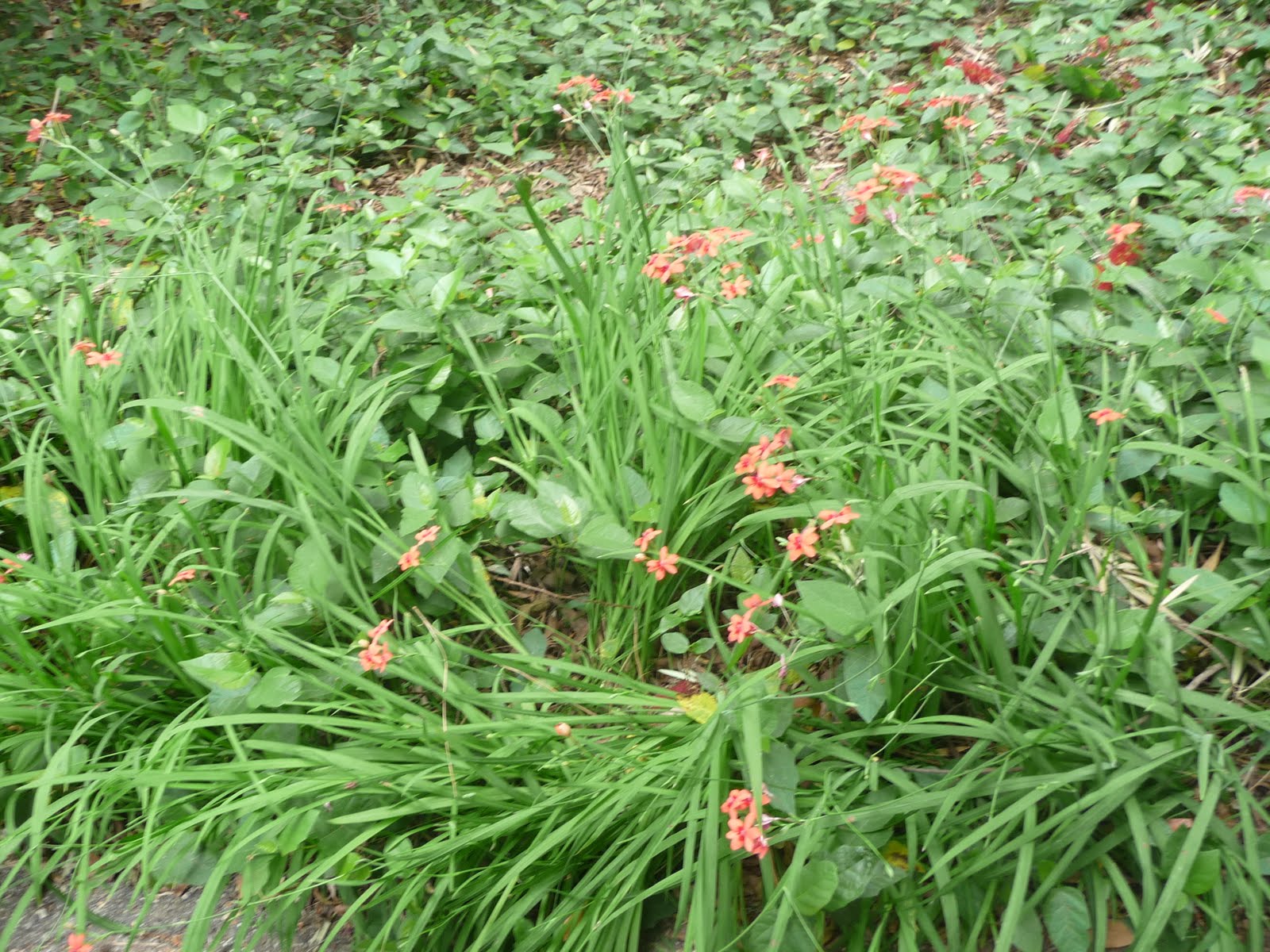 Virtual Plant Collection