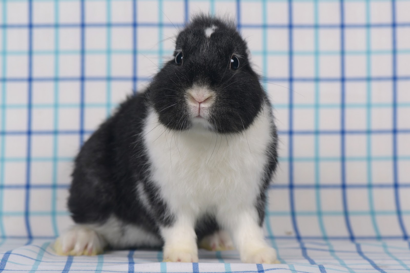 Kleine Hobbyzucht von Zwergkaninchen - Farbenzwerge, Löwenköpfchen ...