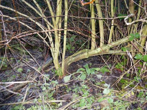 Hedgelaying: Examples of regrowth