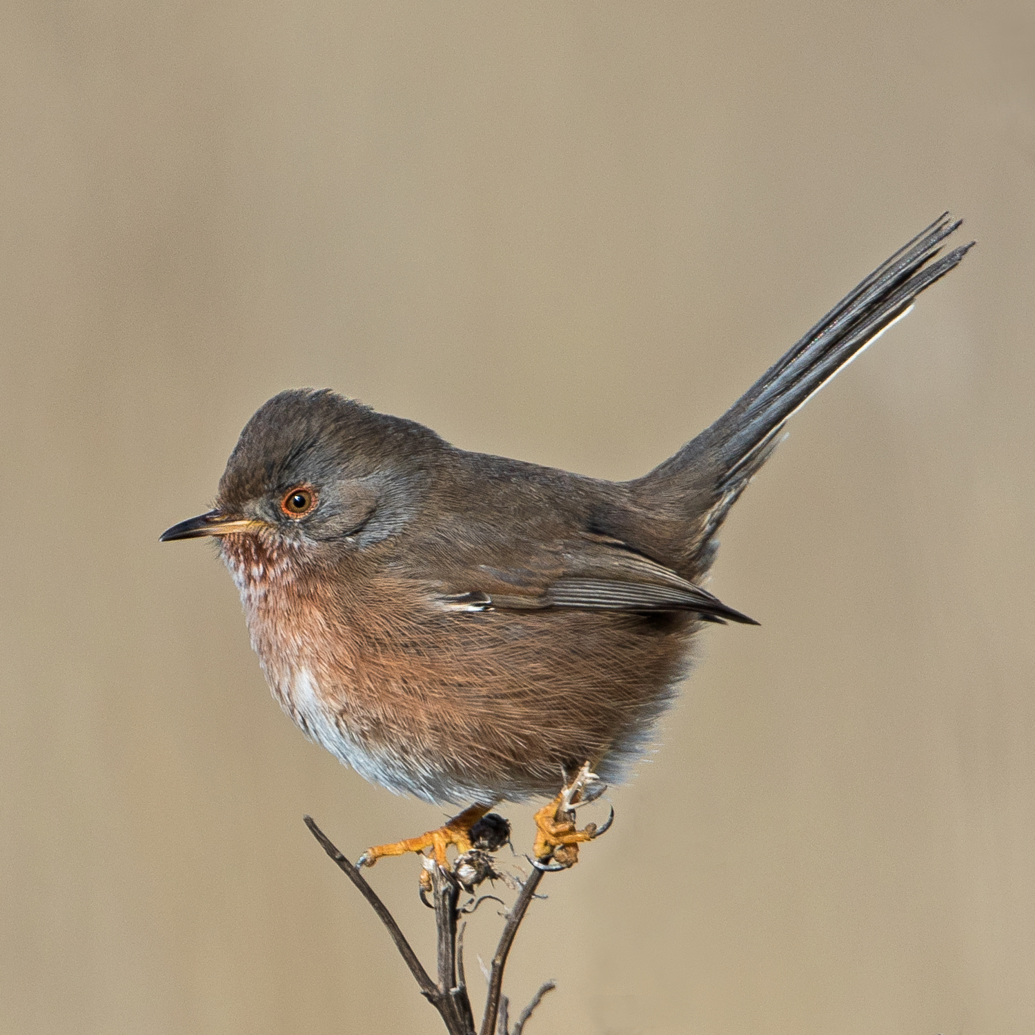 PETER'S PORTFOLIO..............Bird & Wildlife Photography: Dartford ...