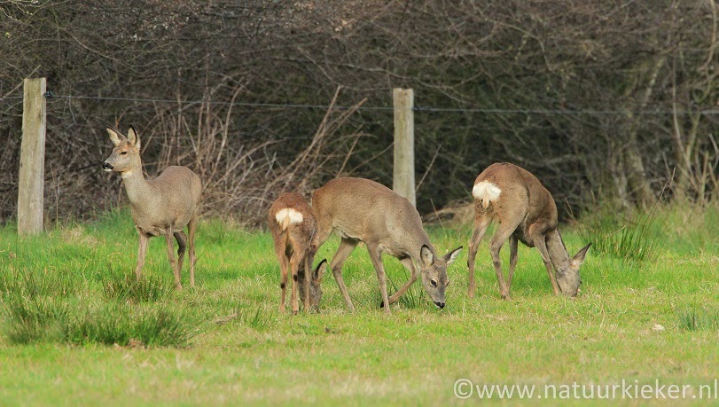 Een mooi groepje reeën