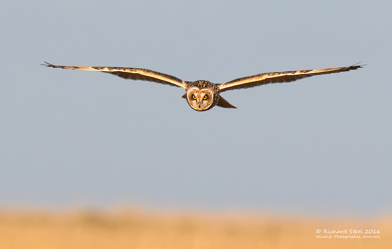 Wildlife Photographic Journals: Late Season Owls