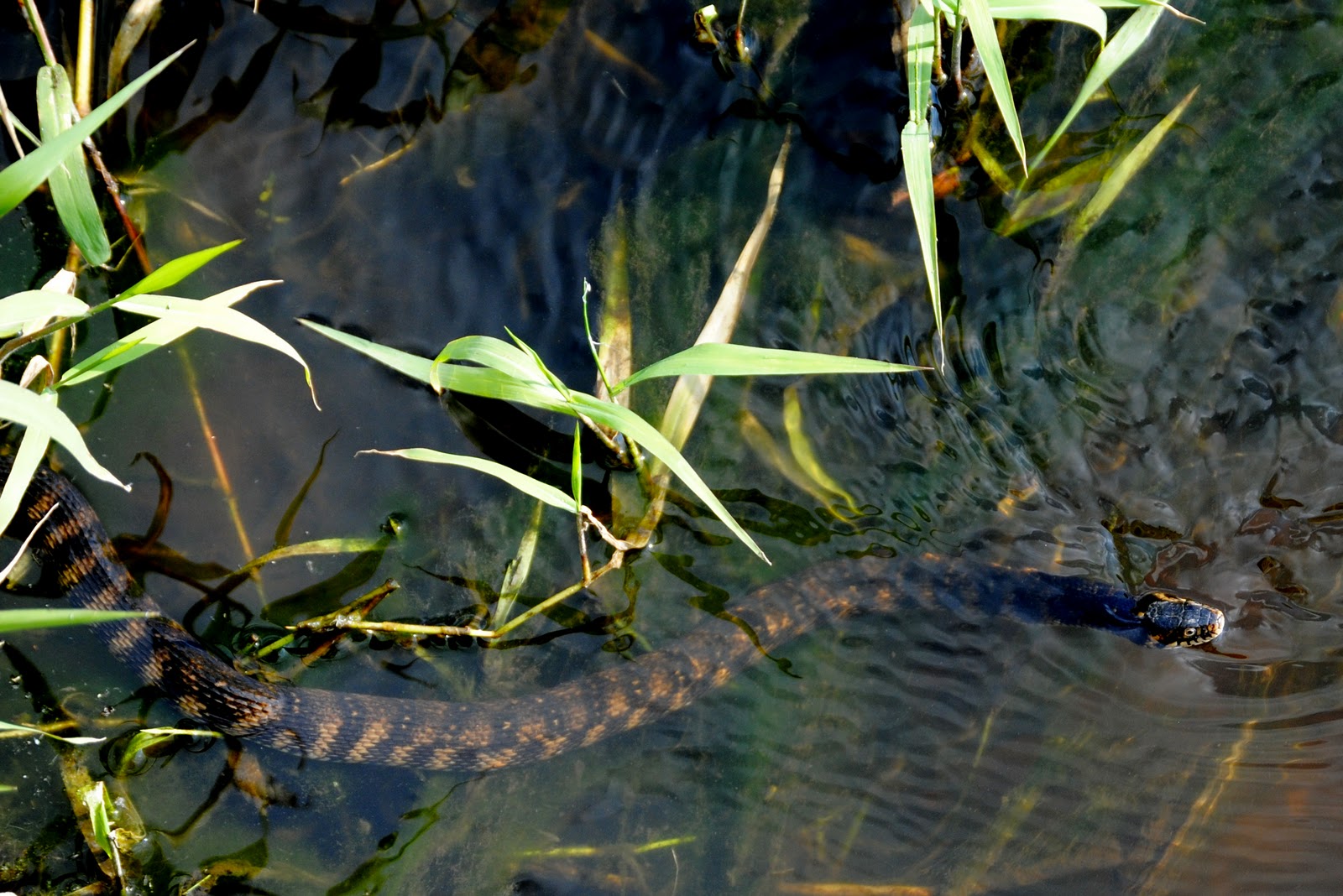 Field Notes and Photos: Banded Water Snake