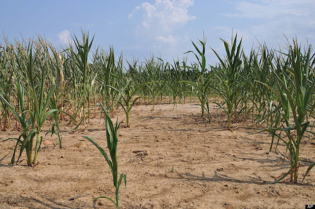 FUN TO BE BAD: Drought in the US..Serious Crop Loss