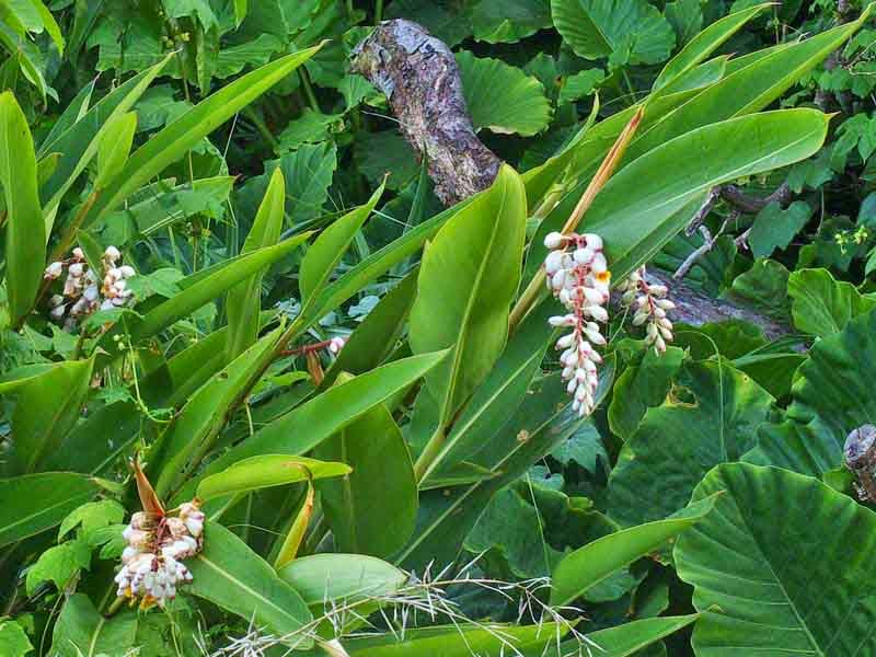 Ryukyu Life: Flower Photo: Shell Ginger Blooming in Okinawa