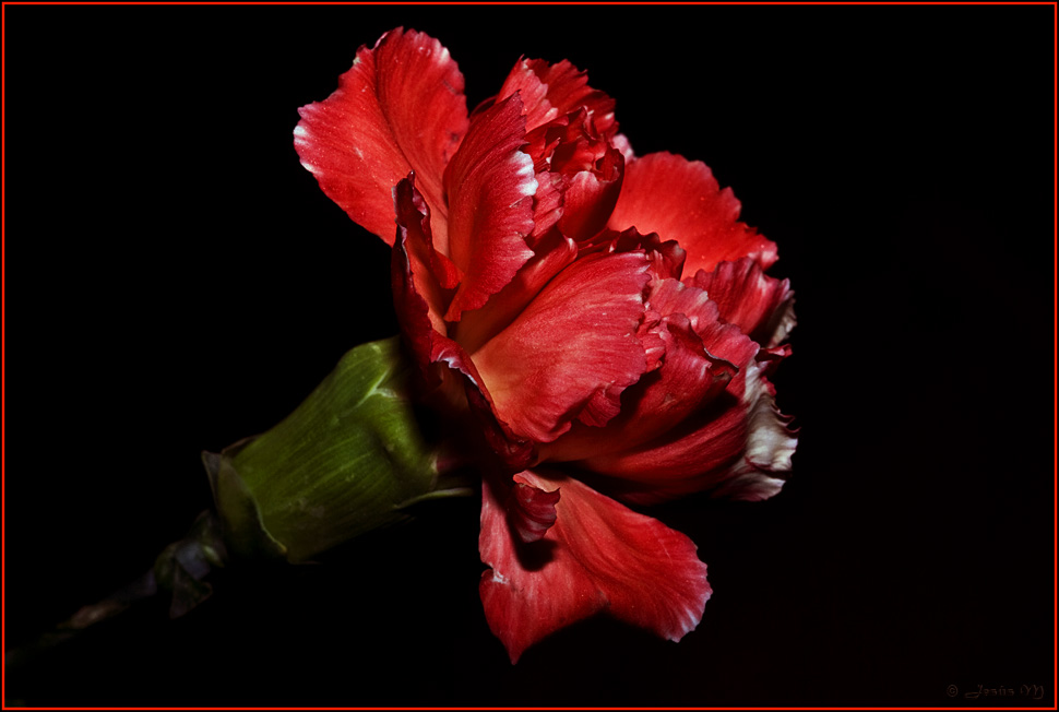 DEVOCIONES DE ESTEPA: LA NIÑA DEL CLAVEL ROJO