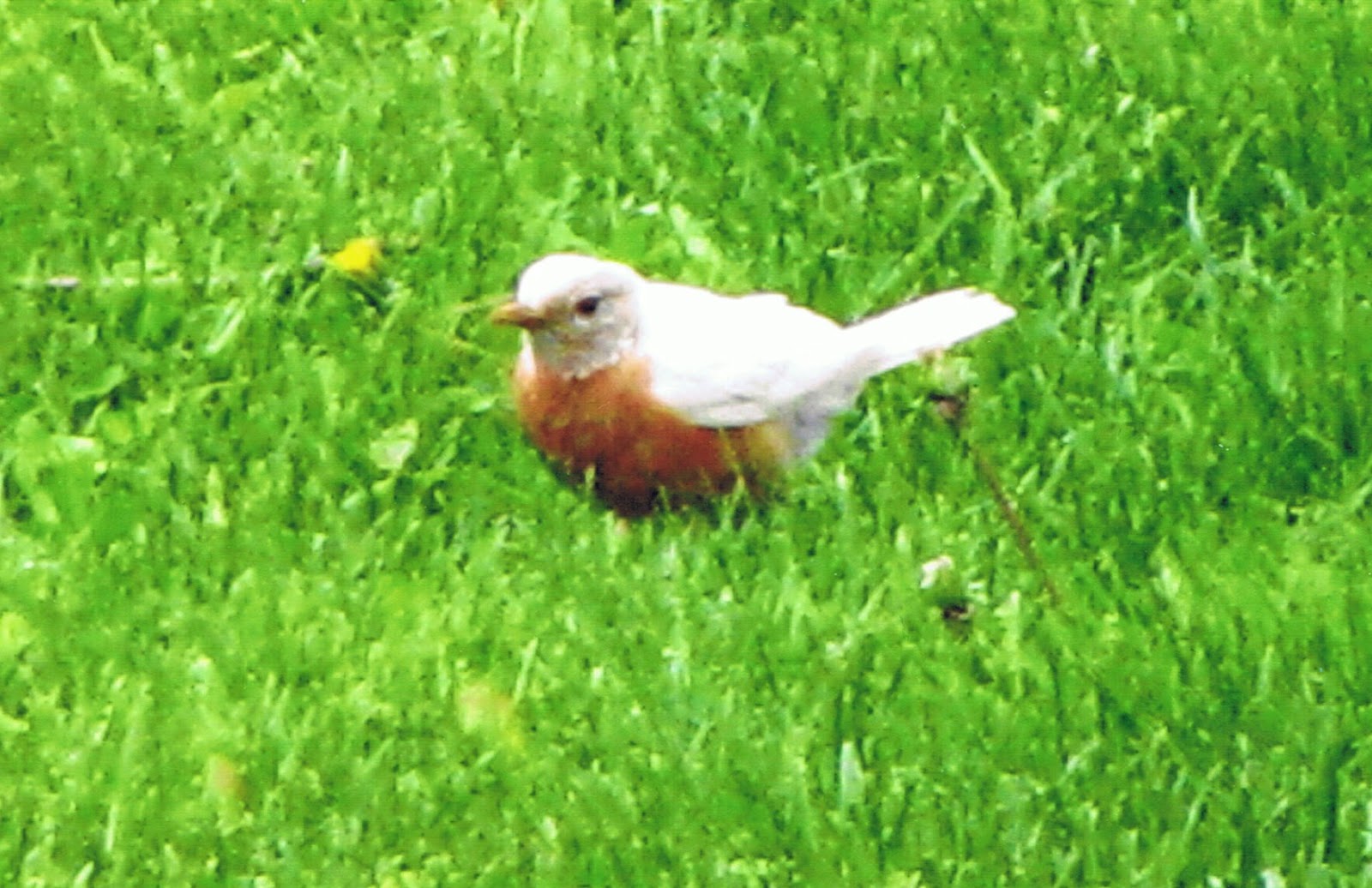 Wolves, Wolf Facts, Cougars, Cougar Facts, Coyotes, Coyote Facts ...