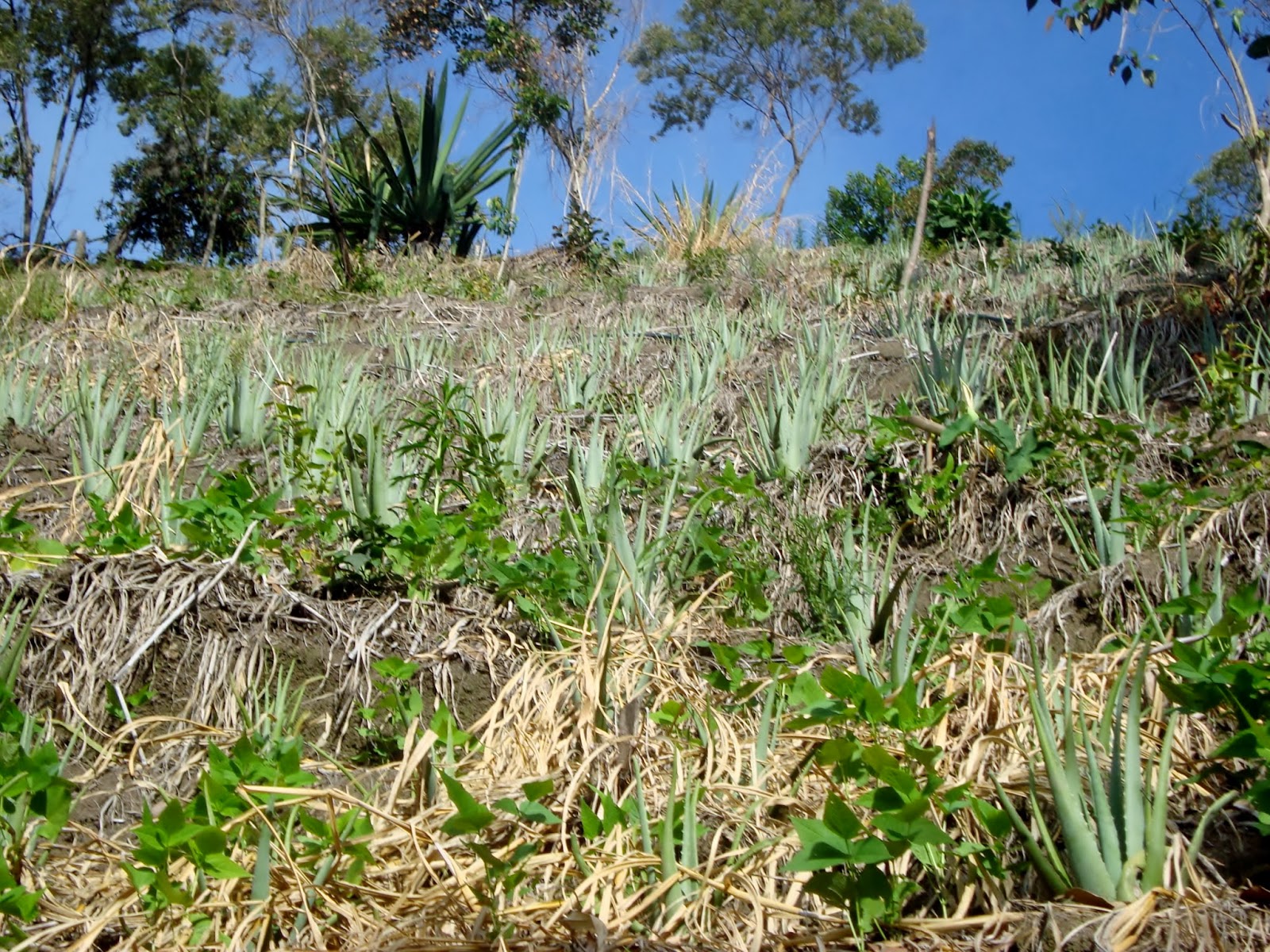 ALIANPROCOL SOLO ALOE: CULTIVO DE SABILA UBICADO EN IBAGUE, FINCA LAS ...