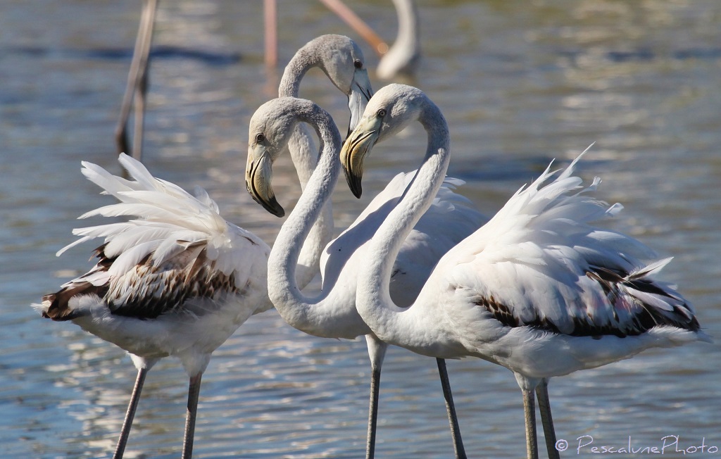 Pescalune Photo: Jeunes Flamants roses (Phoenicopterus roseus ...