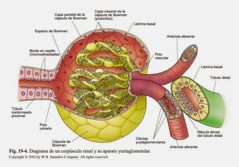 SISTEMA URINARIO: mayo 2015