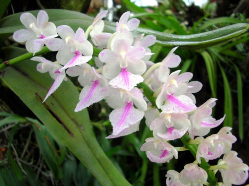Grow and care Aerides orchids - Cat's-tail orchids - Fox brush orchids ...