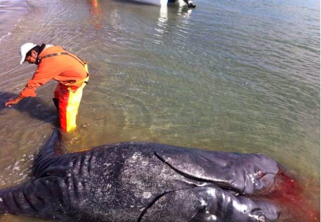 Two-Headed Whale Washes Up On Baja, California Beach! (Disturbing Video ...