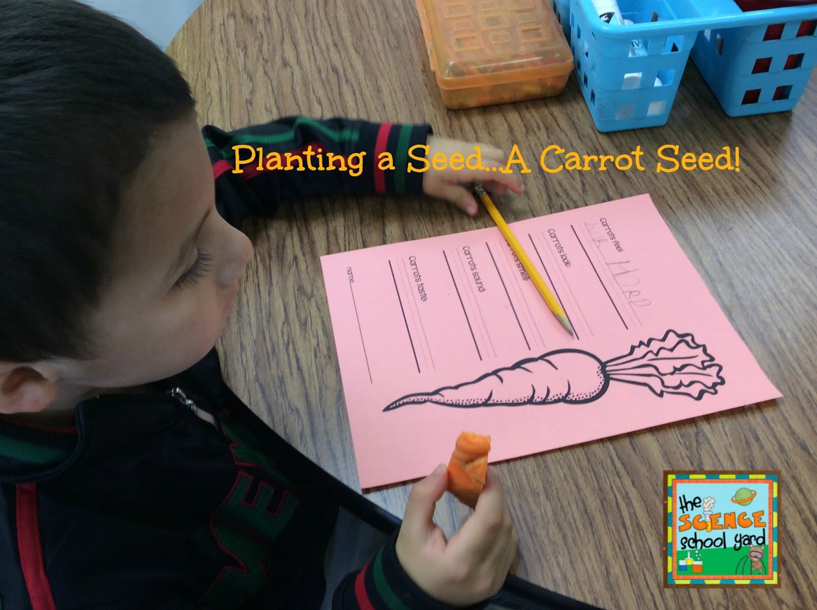 What's Up Doc? Carrots!!!! - The Science School Yard