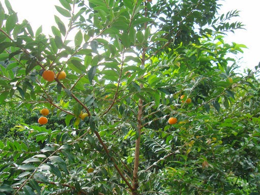 Uvaia, uvalha ou uvaieira (Eugenia uvalha)