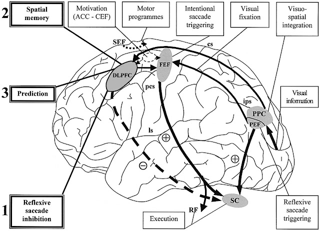 Al Fin: Can Realtime fMRI Neurofeedback Help Us Learn Wisdom?