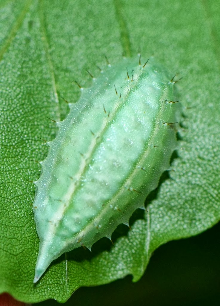 Ohio Birds and Biodiversity: Beautiful slugs!