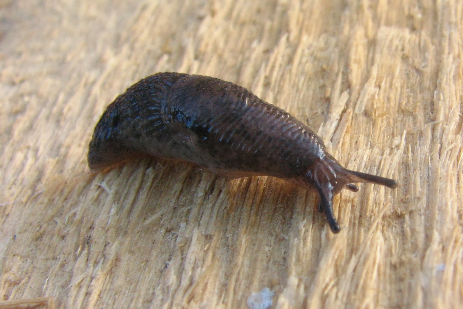 Author Robin Densmore Fuson: Slothful