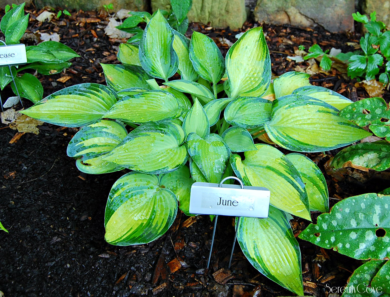Serenity Cove: Ten of my favorite Hosta's