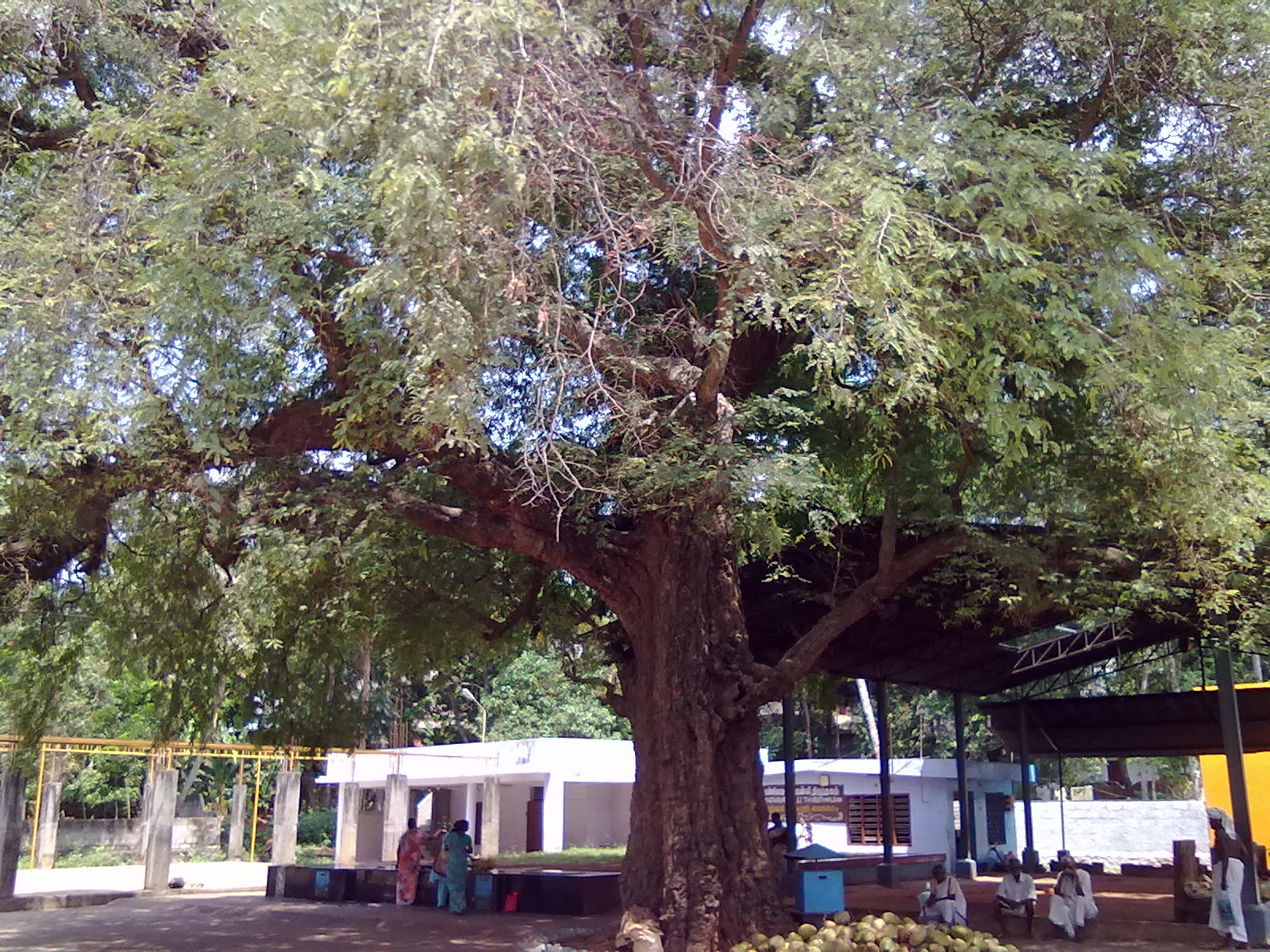 The Creator of Mullanganavilai: Pazhaya Palli Thiruthalam Palliyadi.