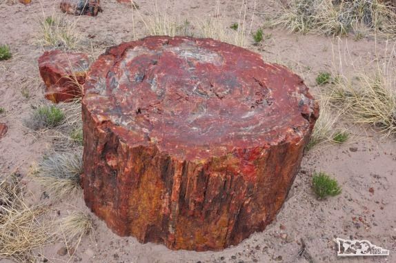 GIRO TOTAL: ÁRVORES PETRIFICADAS