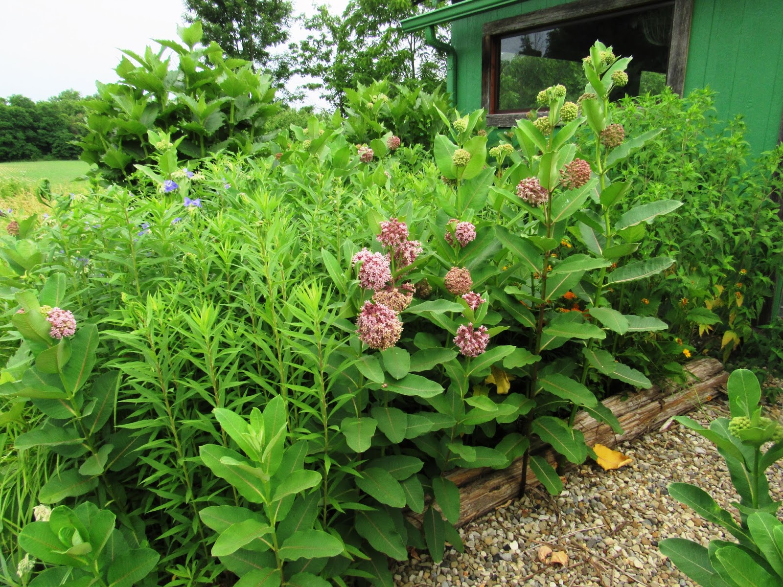 the common milkweed: Common Milkweed's Moment