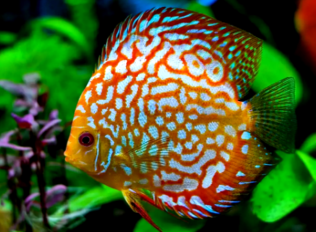 Daftar Harga Ikan Hias Discus Yang Paling Populer Saat Ini - Om Ikan