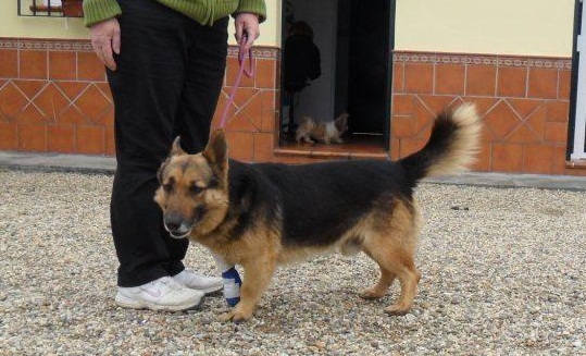 maria.fernandez.parrilla.animalista DIFUSION DE ANIMALES SIN HOGAR ...