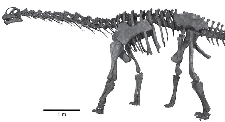 Species New to Science: [Paleontology • 2017] Moabosaurus utahensis • A ...