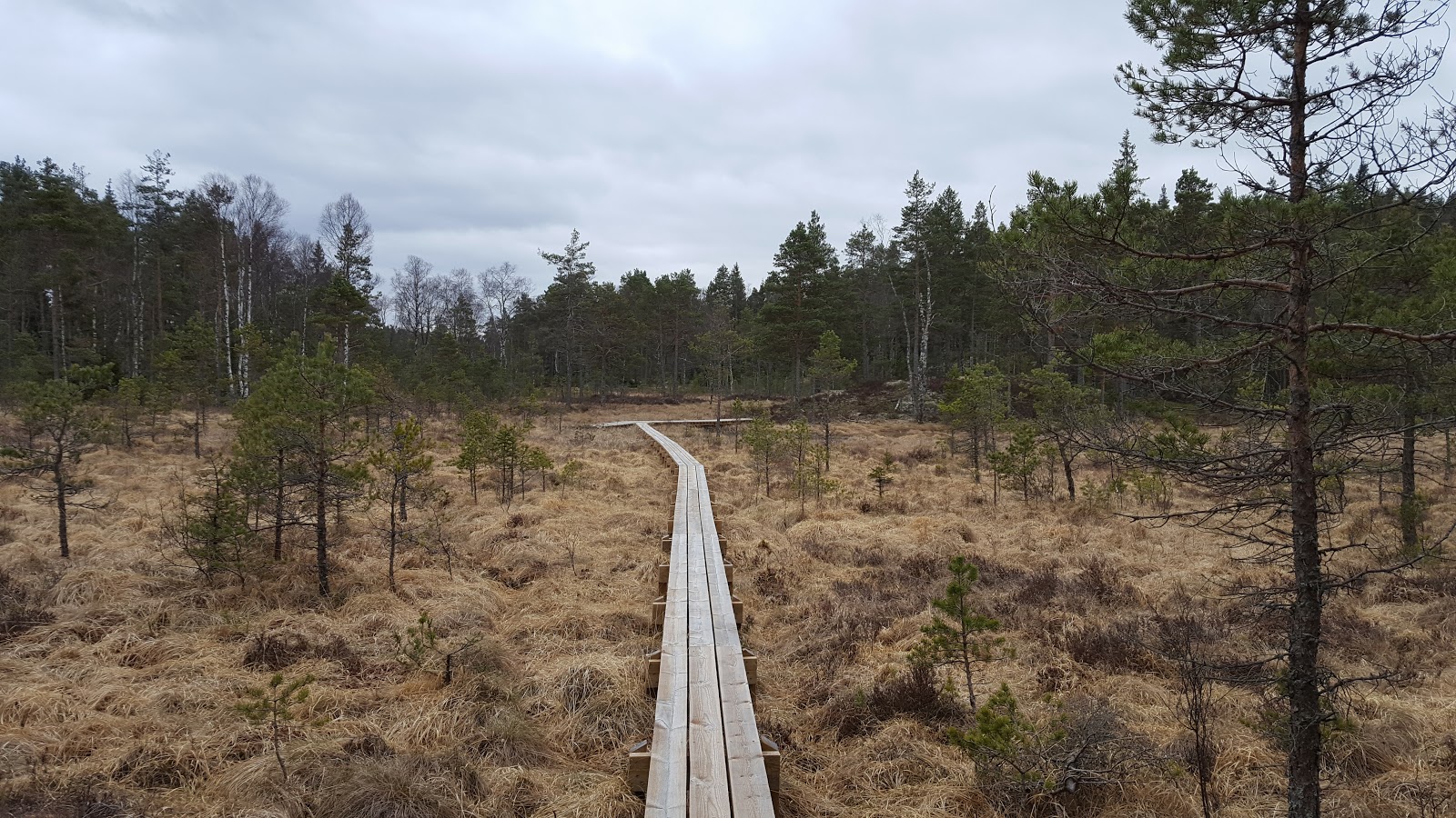 Cesar and The Woods: Cesar's Guide to The Ed Loop