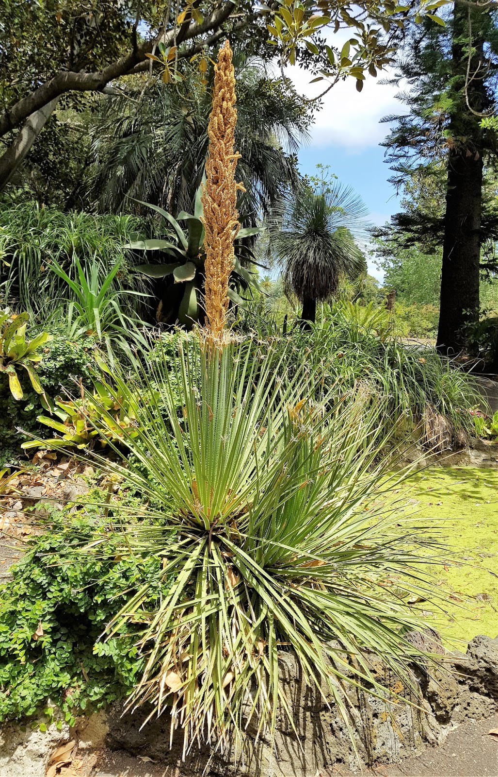 Dasylirion again, with fibre and indent