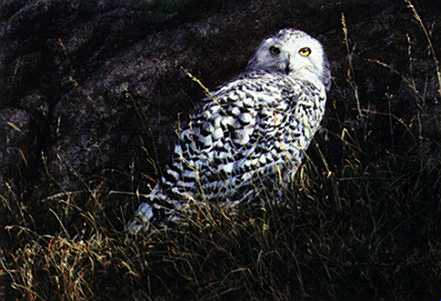 National Wildlife Galleries: Alan Hunt Wildlife Art